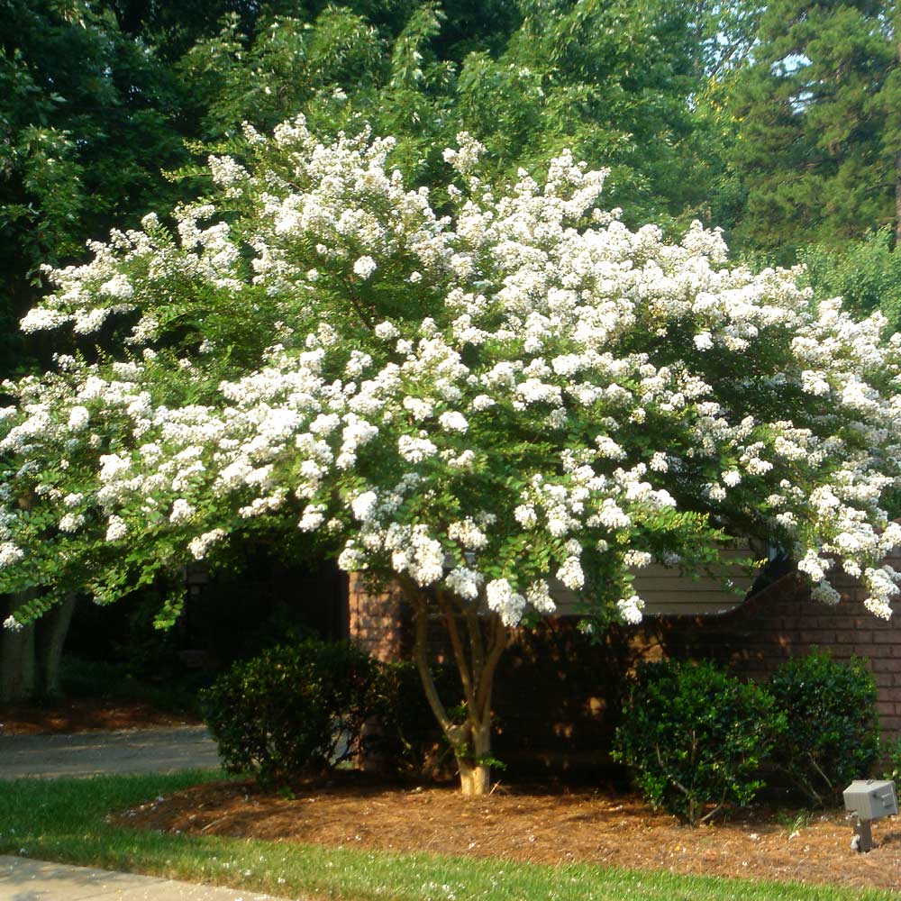 Crape Myrtle Natchez 30G-45G – Bush Pushers Inc